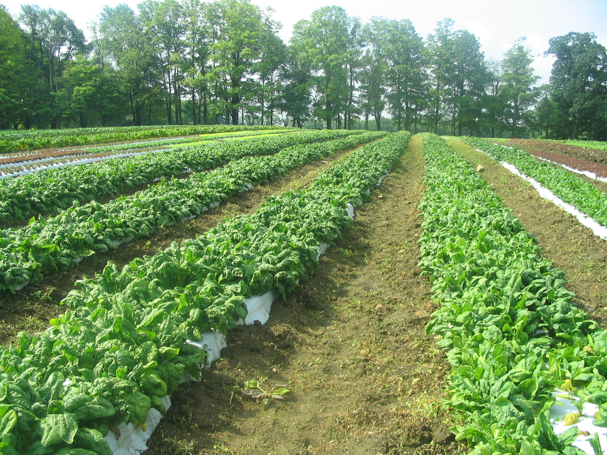 Salade Lyonnaise - Stillman's Farm